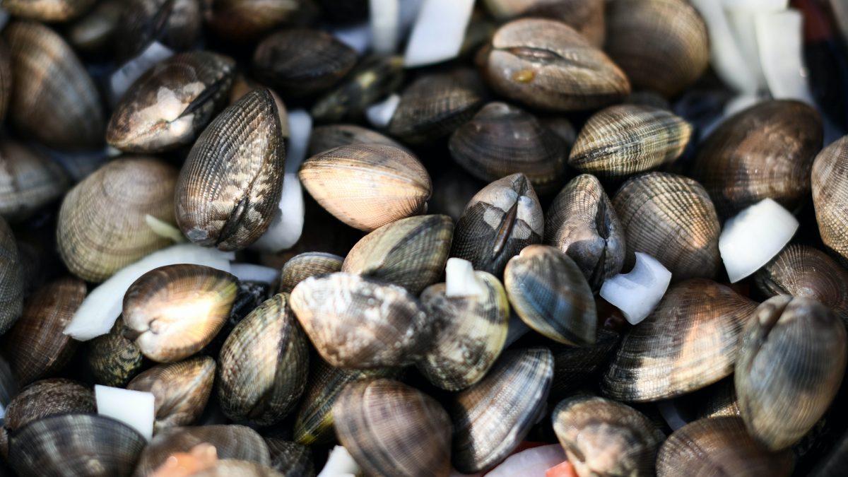 The Ultimate Guide to Cooking Shellfish | PanaPesca USA